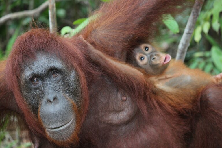 When is the Best Time To Visit Borneo? Travel Guide