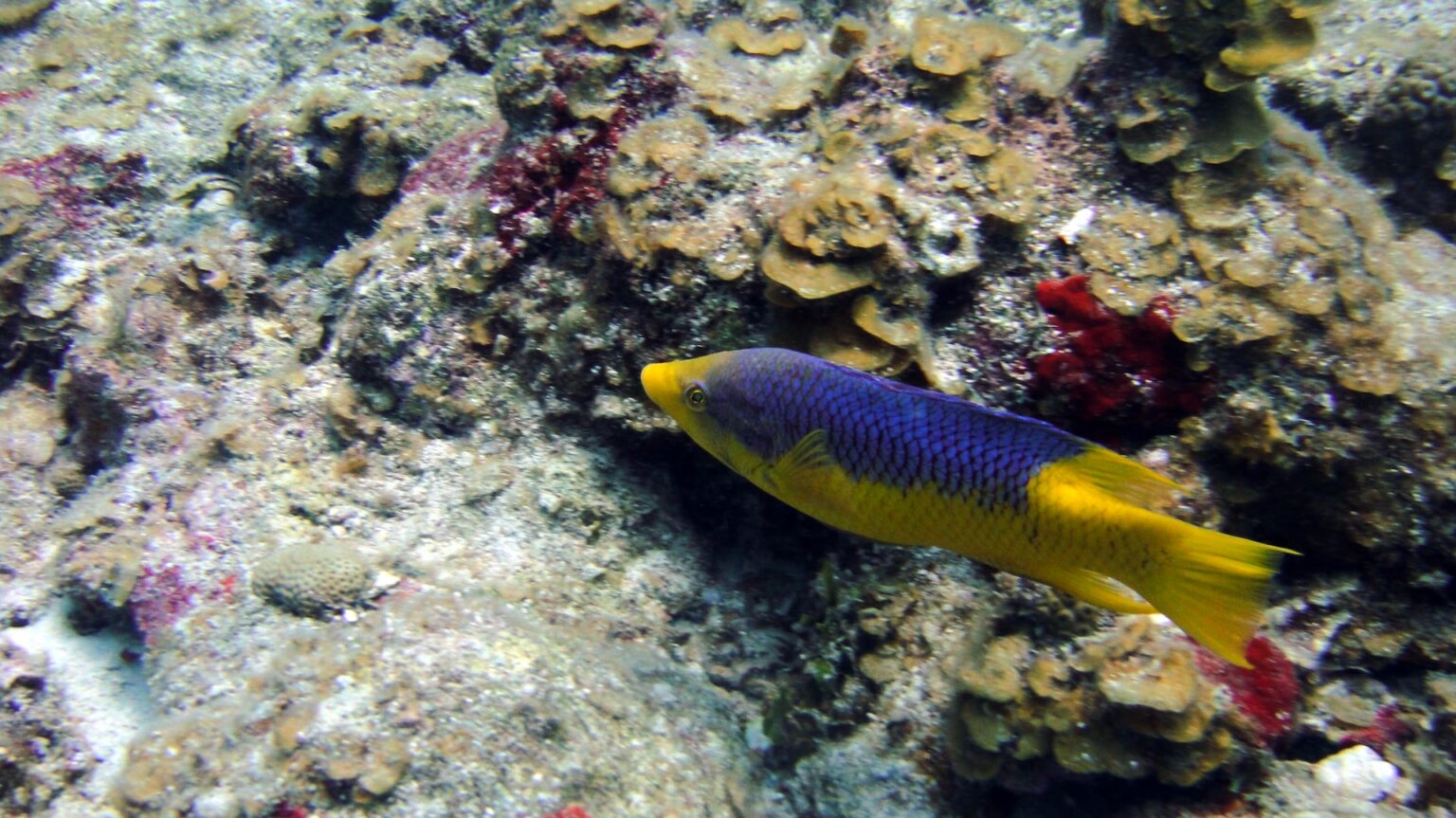 What Does Hogfish Taste Like? Let's Find Out